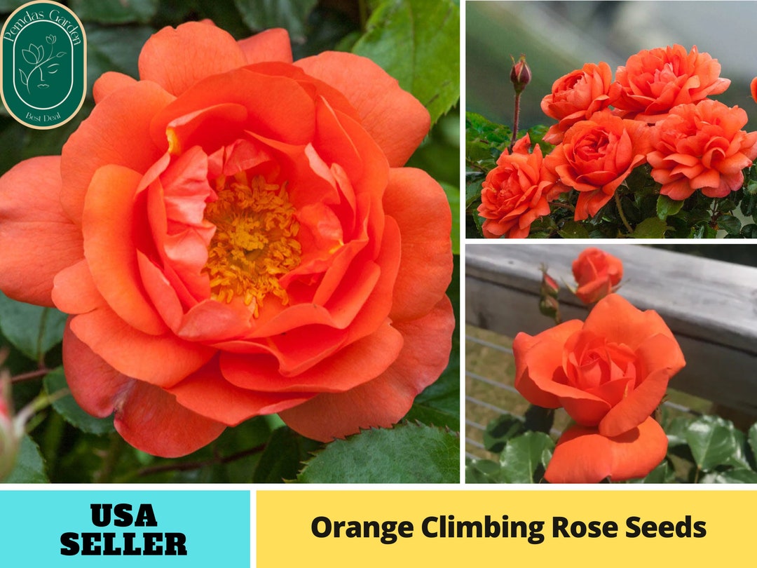 30 Seedsorange Climbing Rose Perennial Flower Authentic - Etsy