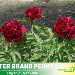 10+seeds| Peter Brand Perennial Peony Seeds - Paeonia - Attract ...