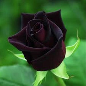 30+ Seeds|black Halfeti Rose Perennial Flower - Authentic Seeds ...