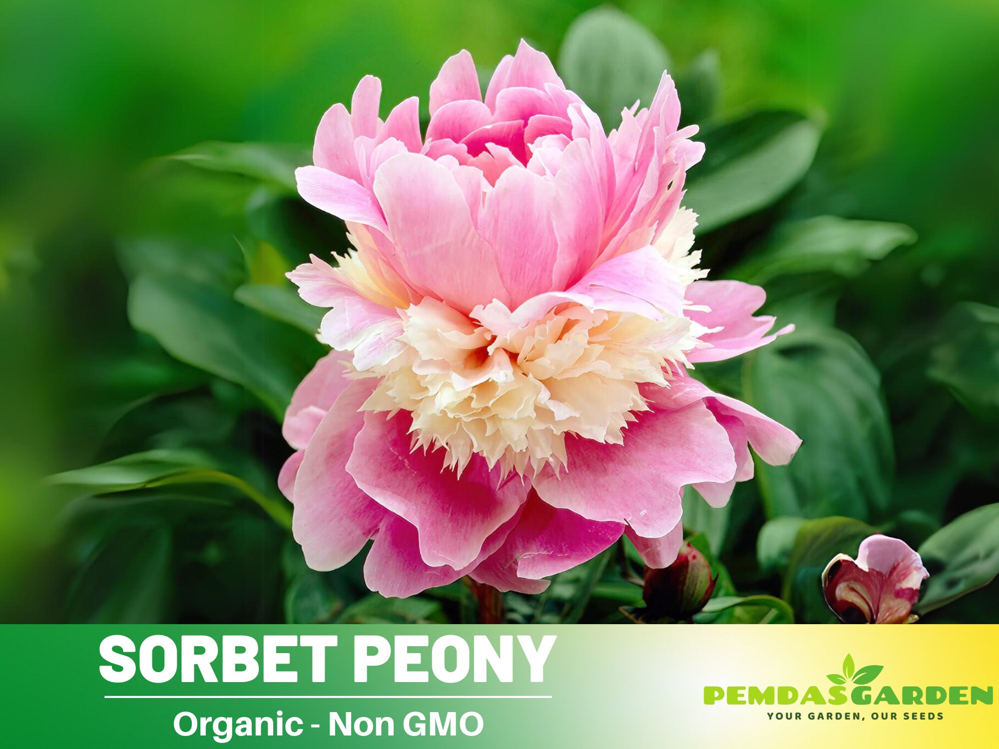 10+seeds| Sorbet Peony Perennial Seeds - Paeonia - Attract Butterflies ...