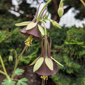 25+ Seeds| 'chocolate Soldier' Columbine Seeds - Cold Resistant ...