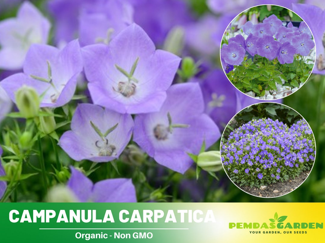 Campanula Carpatica Bellflowers Seeds Authentic Open-pollinated Flower ...