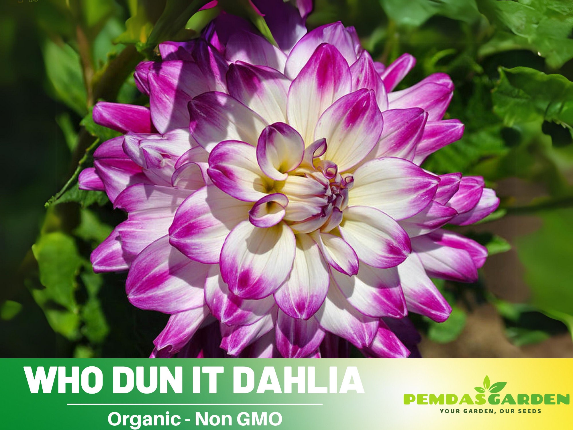 40+ Seeds| Who Dun It Dahlia Seeds - Pollinator Friendly- Open ...