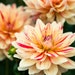 40+ Seeds| Awe Shucks Dahlia Seeds -pollinator Friendly- Open ...