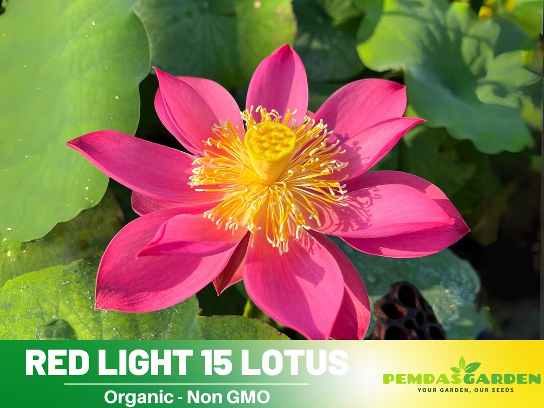 5 Rare Seeds Red Light 15 Lotus Seeds Indian Lotus nelumbo Nucifera Seeds Flower Seeds Q060 - Etsy