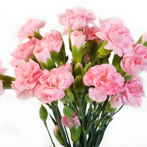 Pink Carnations - Dianthus Seeds - Authentic - Open-pollinated ...