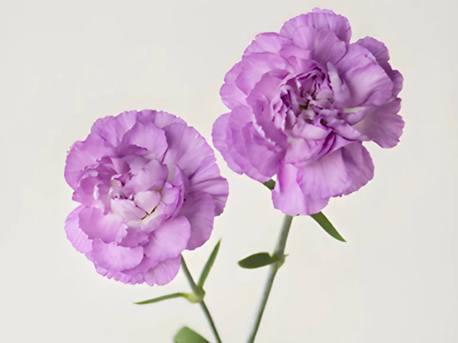 30+seeds|moonberry Light Purple Mini Carnation - Authentic - Open ...