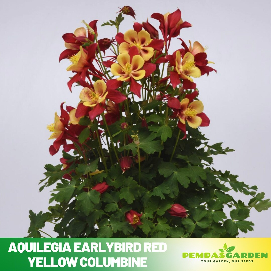 25+ Seeds| Aquilegia Earlybird Red Yellow Columbine Seeds - Cold ...
