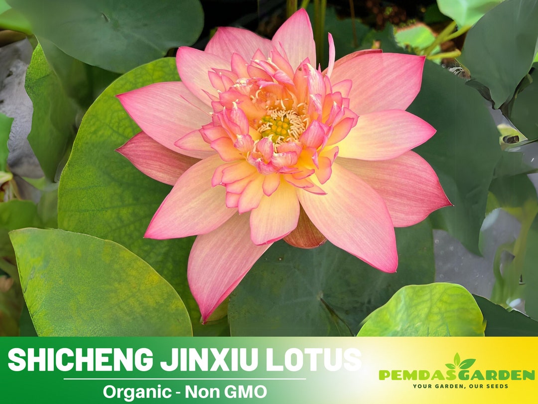 5 Rare Seeds Shicheng Jinxiu Lotus Seeds Indian Lotus nelumbo Nucifera ...