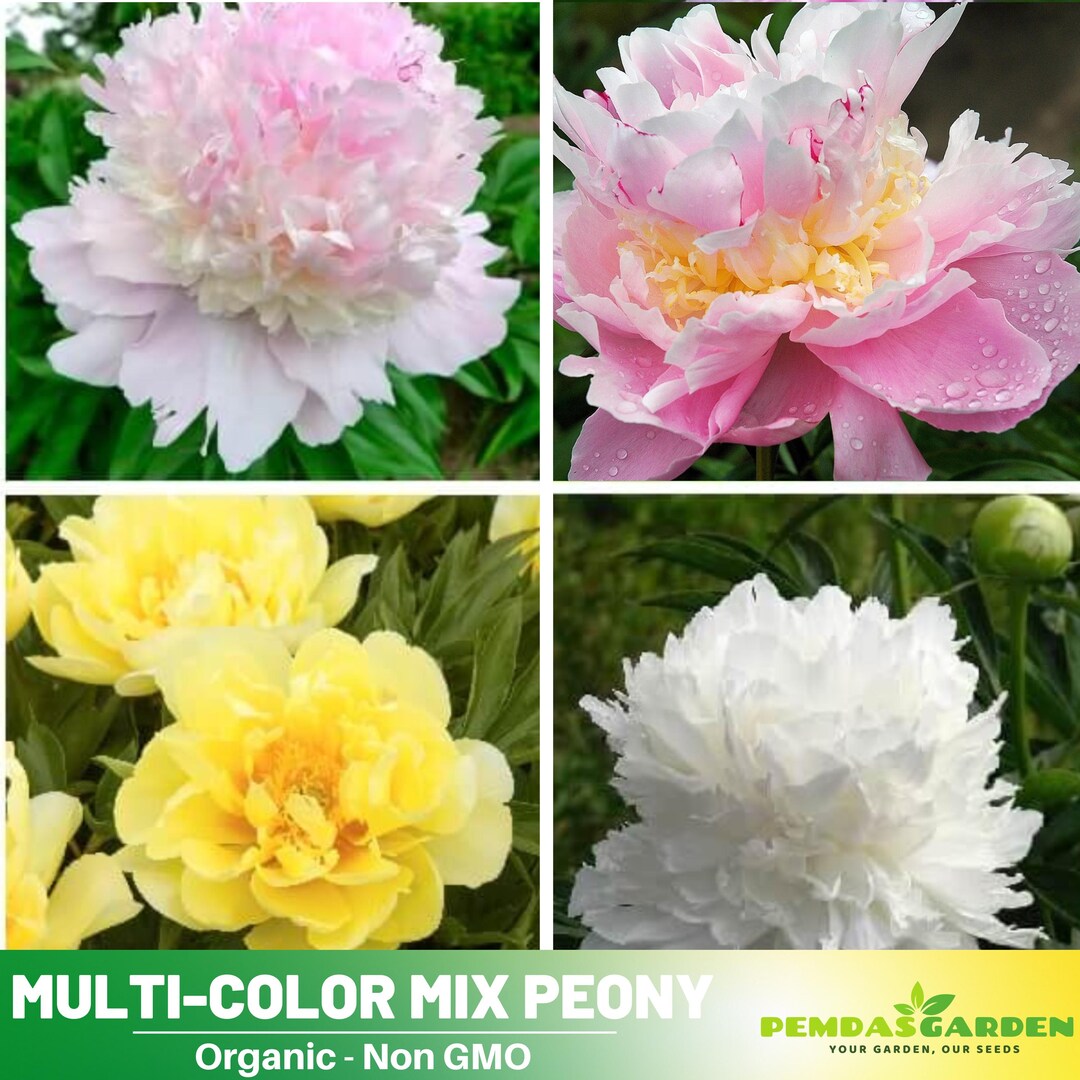 10+ Seeds| Multi-color MIX Peony Perennial Seeds- Paeonia - Attract ...