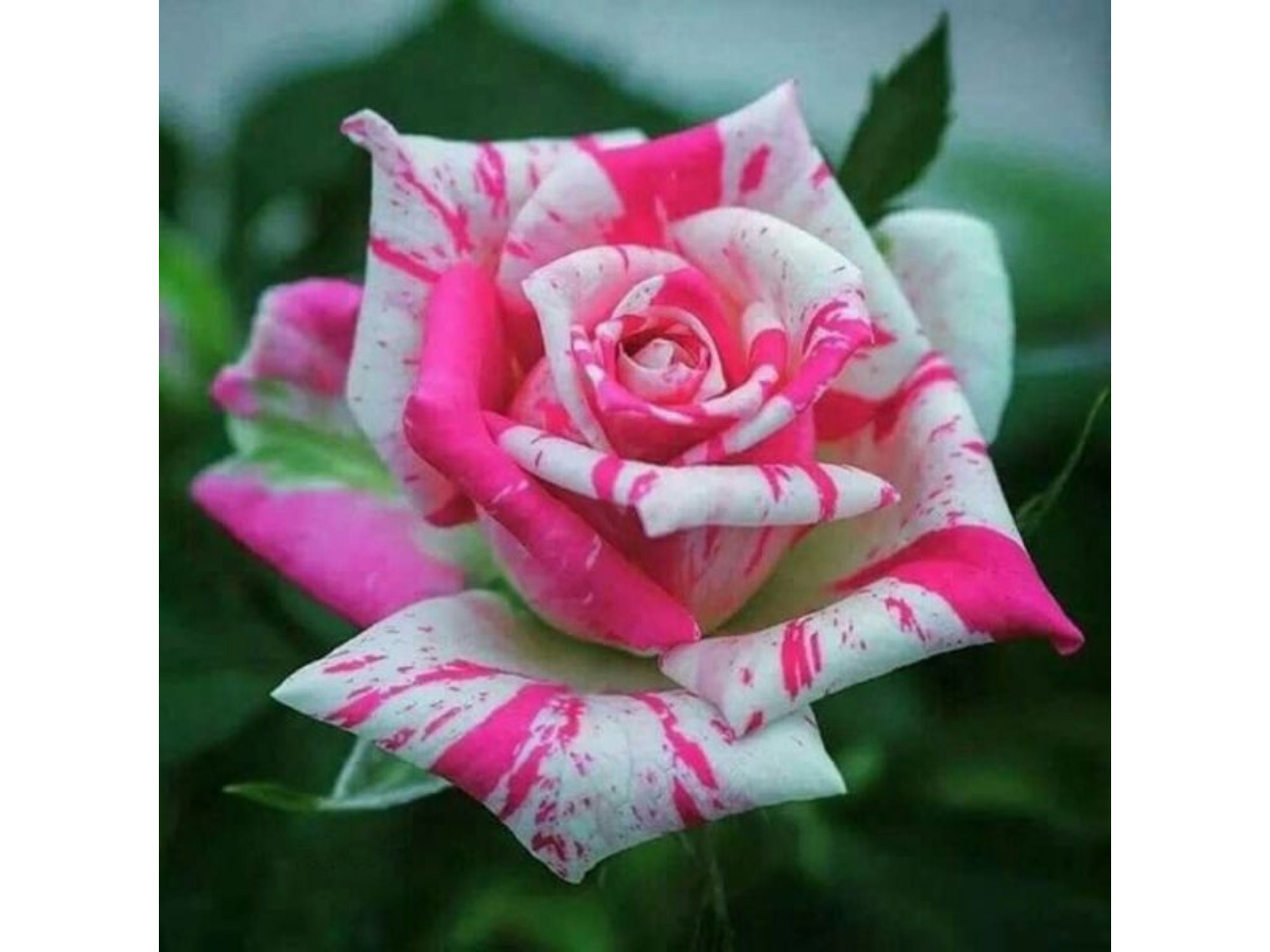 30+ Seeds|muti- Color Mix Flower Rose Seeds - Authentic Seeds ...