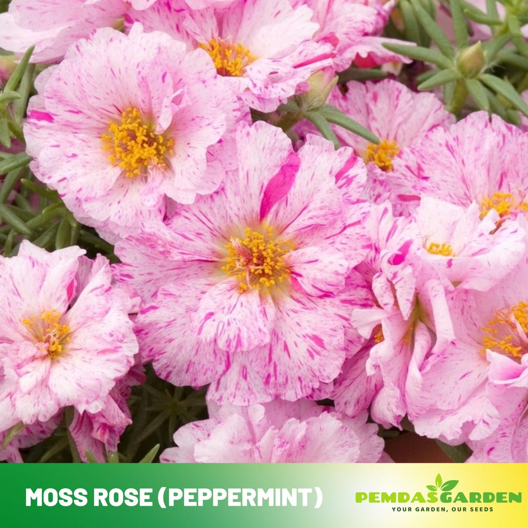 Moss Rose Seeds - Peppermint Seeds - Portulaca Seeds - Purslanes Seeds ...