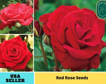 30 Seedsred Rose Seeds Perennial Authentic Seeds - Etsy