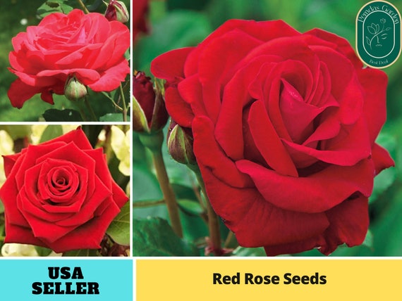 30 Seedsred Rose Seeds Perennial Authentic Seeds - Etsy