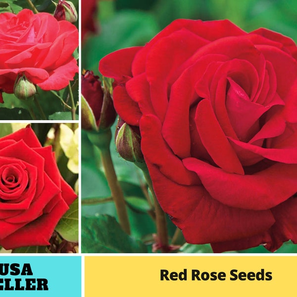 Red Rose Seeds - Etsy