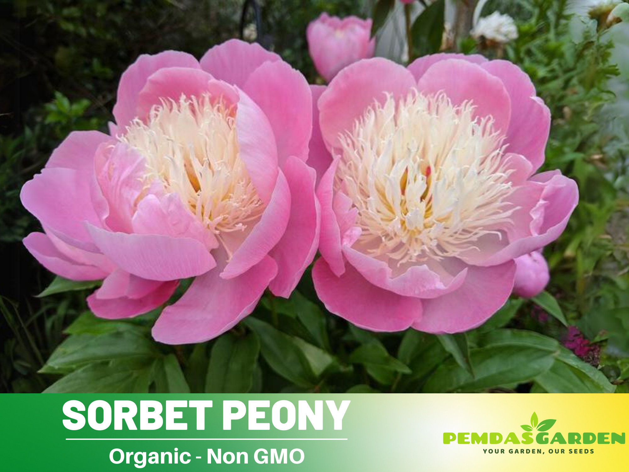10+seeds| Sorbet Peony Perennial Seeds - Paeonia - Attract Butterflies ...