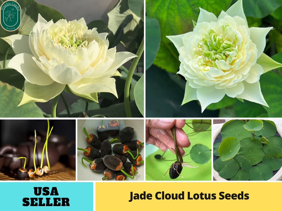 5 Rare Seeds Jade Cloud Lotus Seeds Indian Lotus nelumbo Nucifera Seeds ...