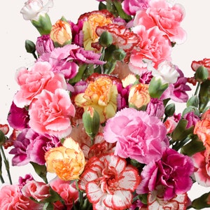 Mixed Mini Carnations authentic Seeds-flowers organic. Non GMO seeds ...