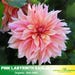 40 Seeds Mingus Alex Dahlia Seeds Pollinator Friendly Open Pollinated ...