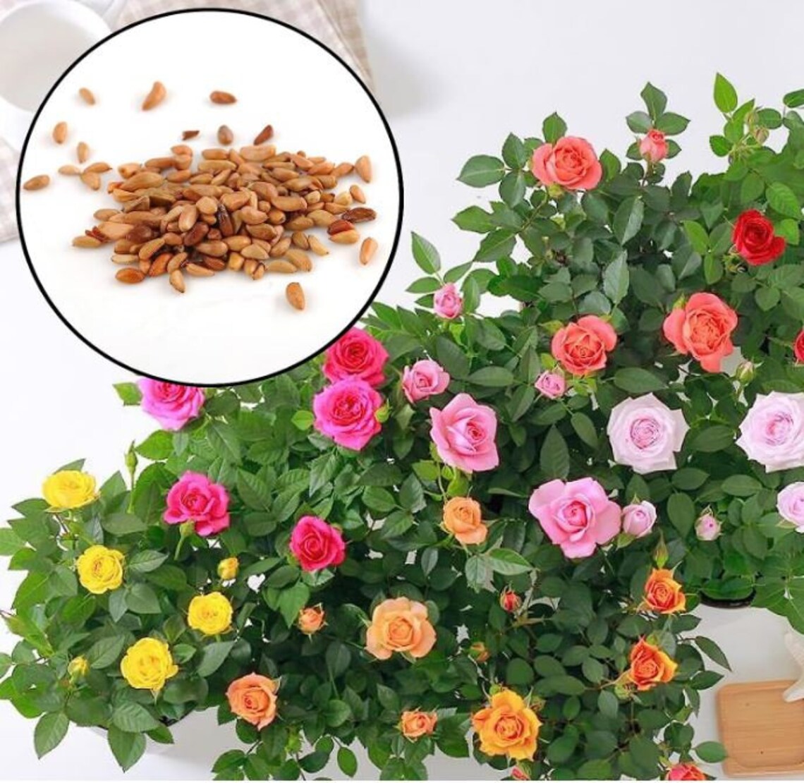 33+ Seeds| Mix Rose Seeds- Asian - Authentic Seeds - Perennial~ GMO ...