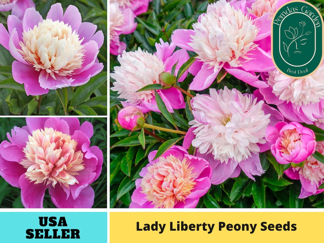 10seeds Lady Liberty Peony Perennial Authentic Seeds - Etsy