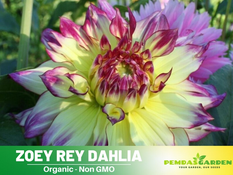 40+ Seeds| Zoey Rey Dahlia Seeds - Pollinator Friendly- Open Pollinated ...