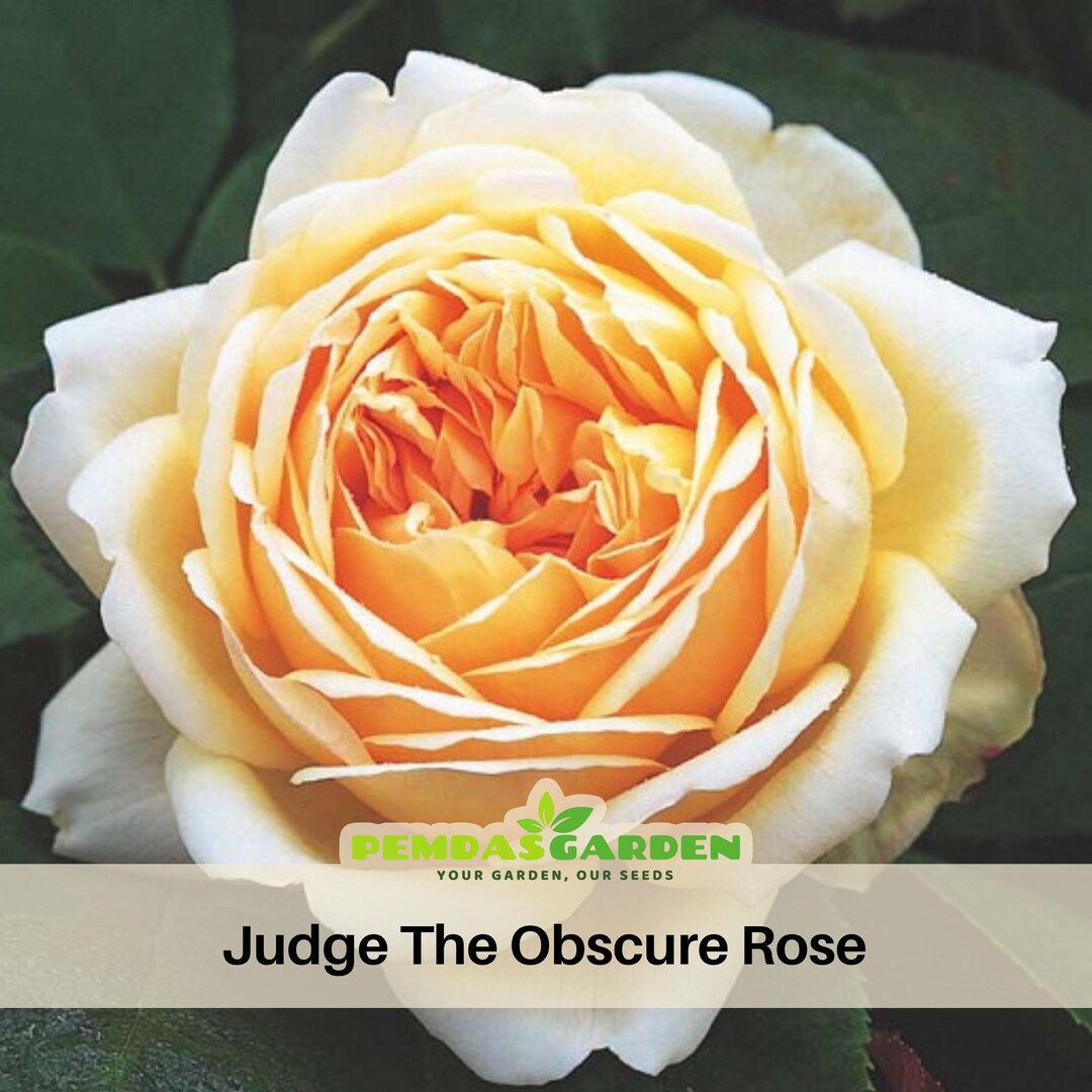 30+ Seeds| Judge the Obscure Rose Seeds - Authentic Seeds - Perennial ...