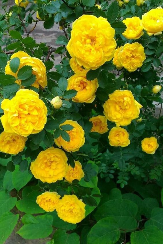 30 Seeds Climbing Yellow Perennial Flower Rose Authentic - Etsy