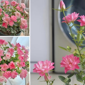 30+ Seeds| Lotus Star Rose Seeds - Authentic - Perennial ~ GMO Free ...