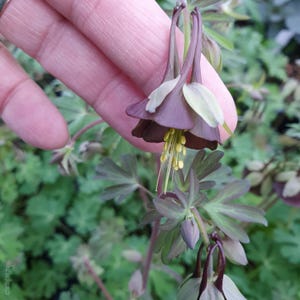 25+ Seeds| 'chocolate Soldier' Columbine Seeds - Cold Resistant ...