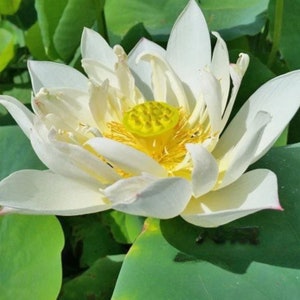 5 Rare Seeds| Hope Lotusdwarf Size Lotus Seeds - Indian Lotus (nelumbo ...