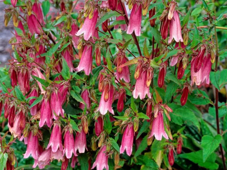 Campanula Punctata 'cherry Bells' - Bellflowers Seeds - Authentic ...