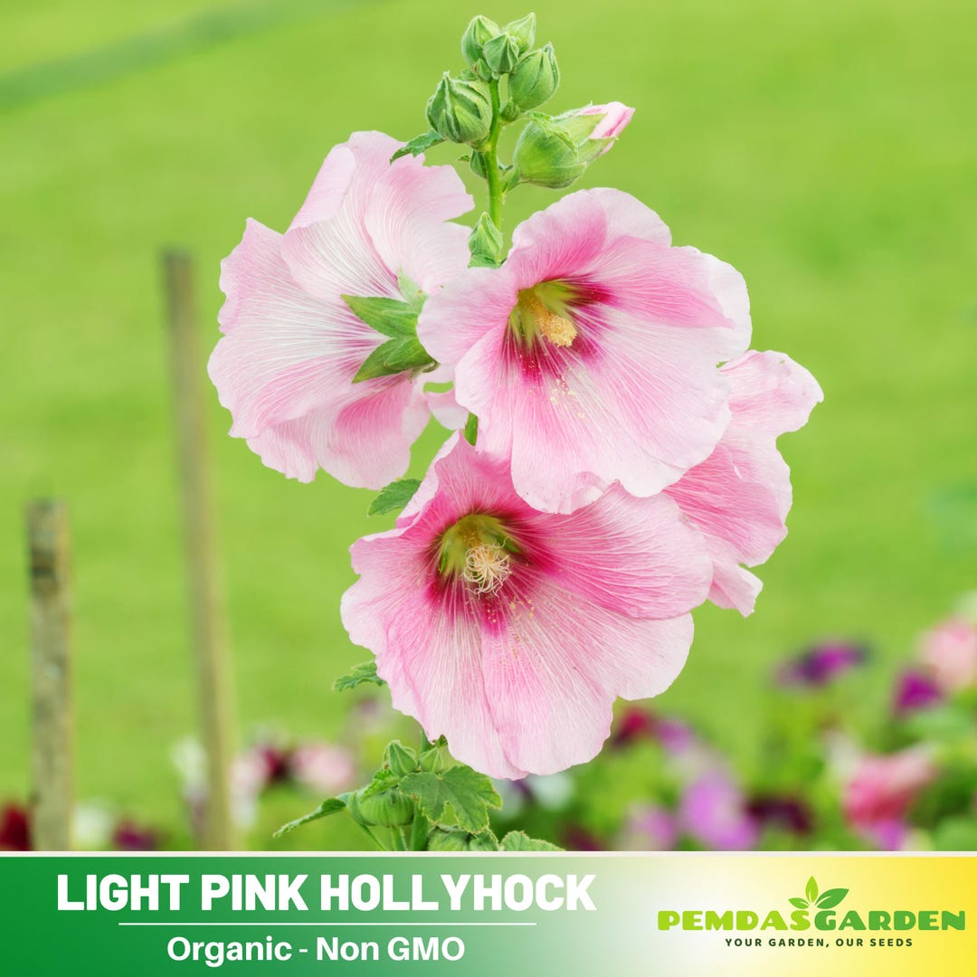 Light Pink Single Hollyhock Seeds - Single Mix - Authentic Seeds ~ GMO ...