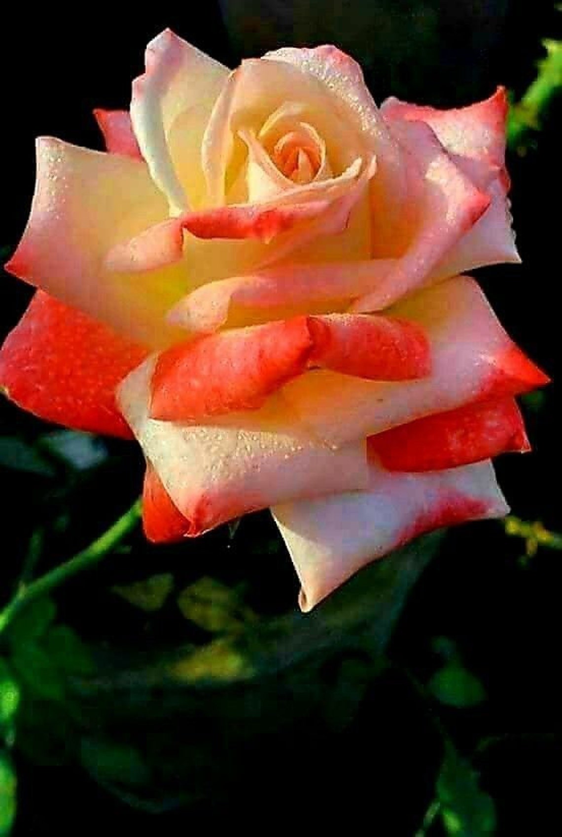 30 Seedsorange White Flower Rose Seeds Authentic Seeds - Etsy