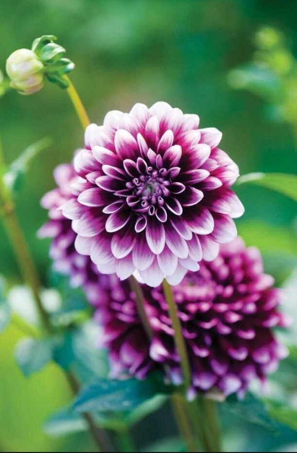 40+ Seeds| B-man Dahlia Seeds Pollinator Friendly- Open Pollinated ...