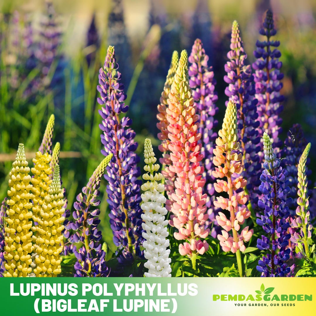Lupinus Polyphyllus (bigleaf Lupine) Seeds- Lupine Seeds - Bluebonnet ...