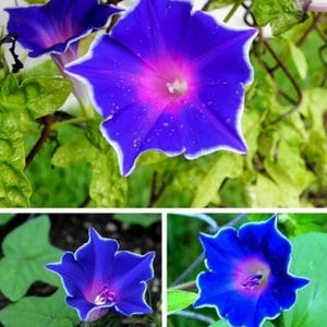 Blue Picotee Morning Glory Seeds Blue White Bi Color Flower Seeds ...