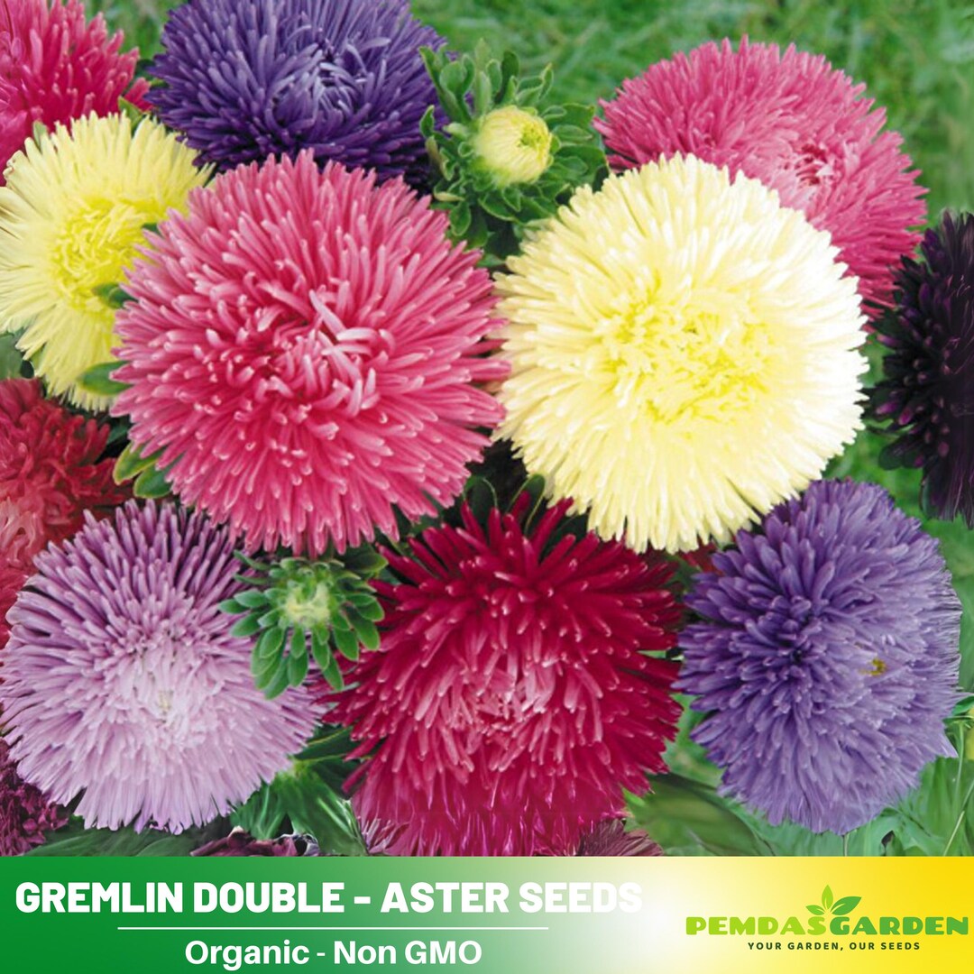 Aster Seeds - Gremlin Double - Authentic Seeds - Perennial~gmo Free ...