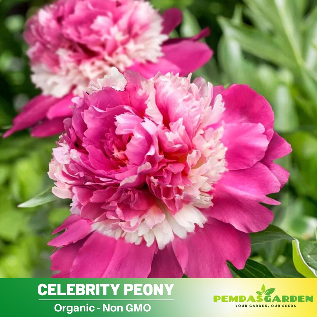 10+seeds| Celebrity Peony Perennial Seeds - Paeonia - Attract ...