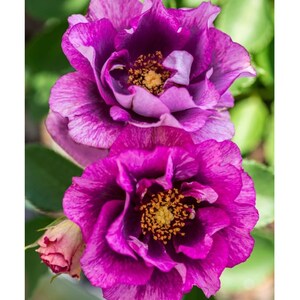 32+ Seeds| the Eyeconic Plum Lemonade Rose Seeds-perennial -authentic ...