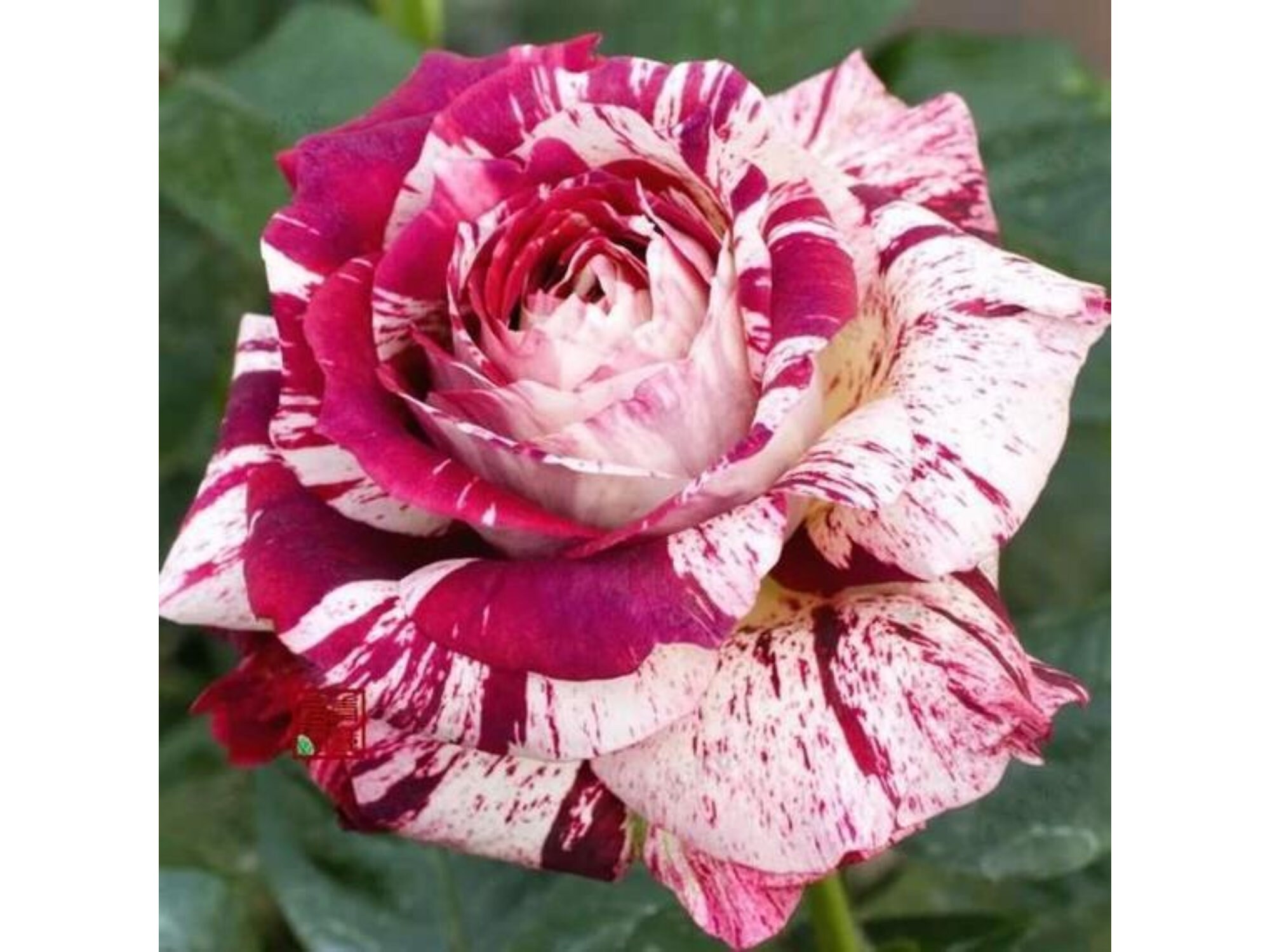 30 Seedsmuti Color Mix Flower Rose Seeds Authentic Seeds - Etsy