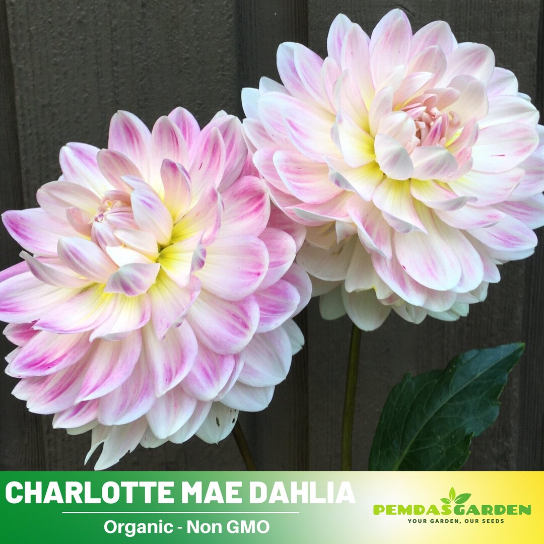 40+ Seeds| Charlotte Mae Dahlia Perennial Seeds - Pollinator Friendly ...
