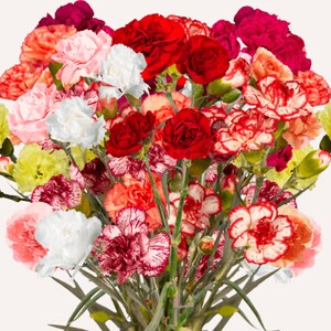 Mixed Mini Carnations authentic Seeds-flowers organic. Non GMO seeds ...