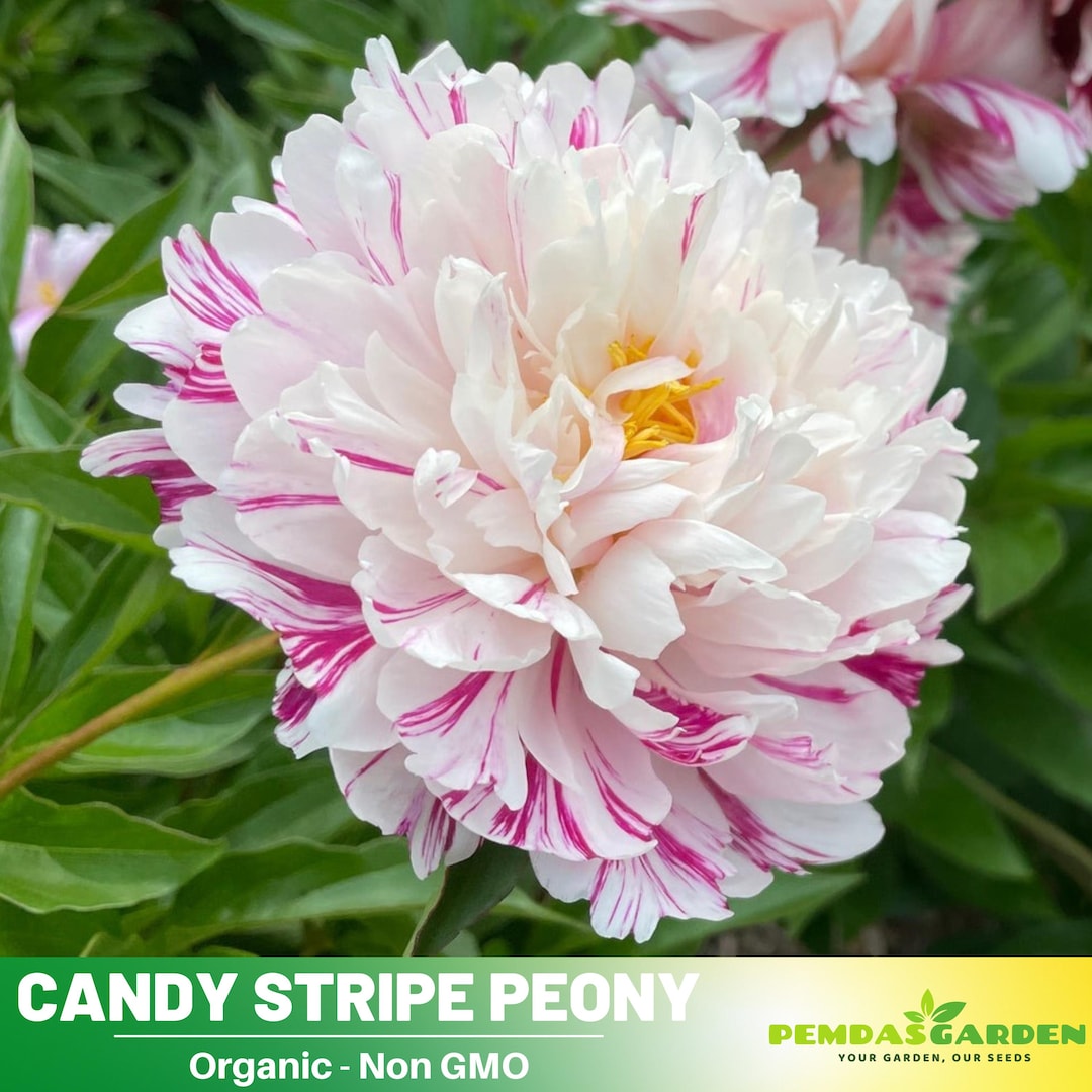 10+seeds| Candy Stripe Peony Perennial Seeds - Paeonia - Attract ...