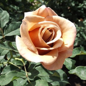 30+ Seeds|koko Loko Floribunda Flower Rose - Authentic Seeds ...