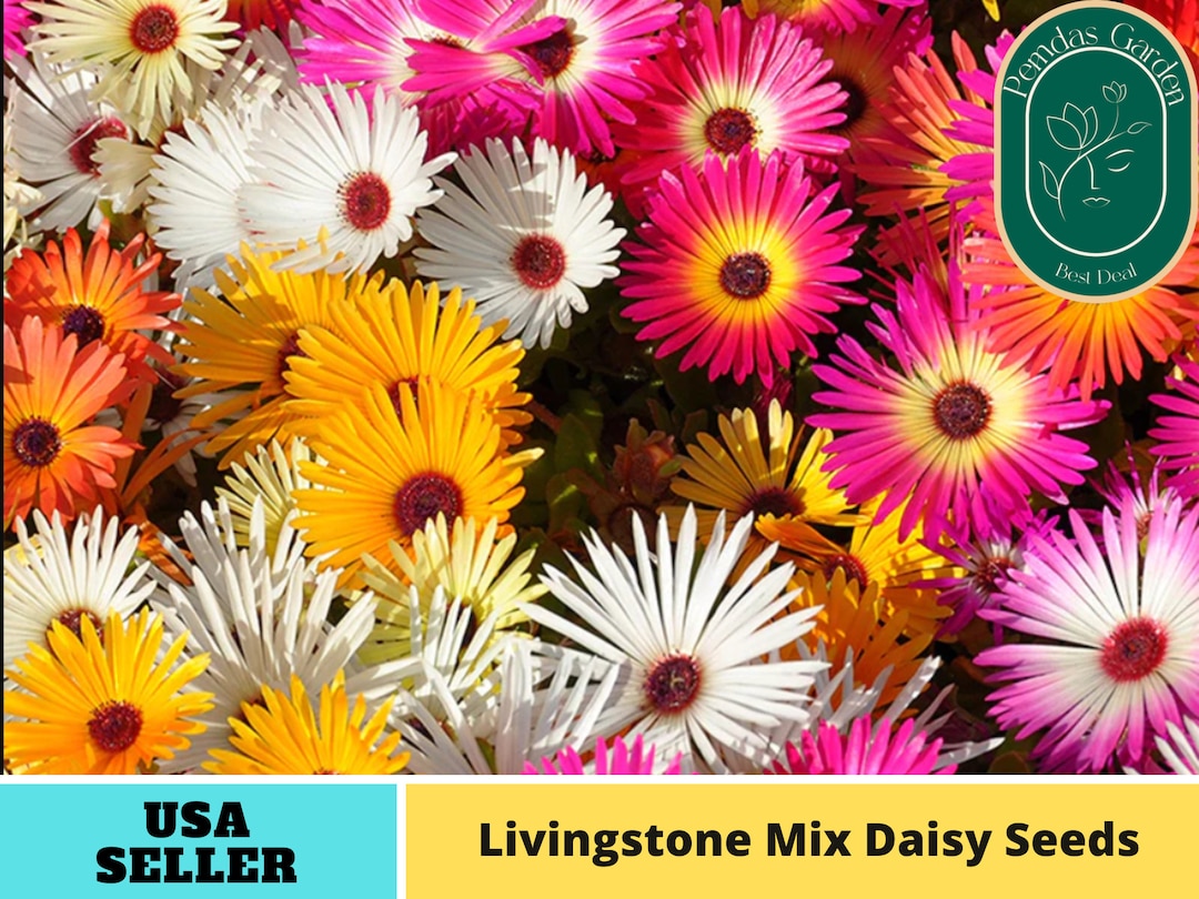 100 Seeds Livingstone Mix Daisy Seeds ice Plant Authentic - Etsy