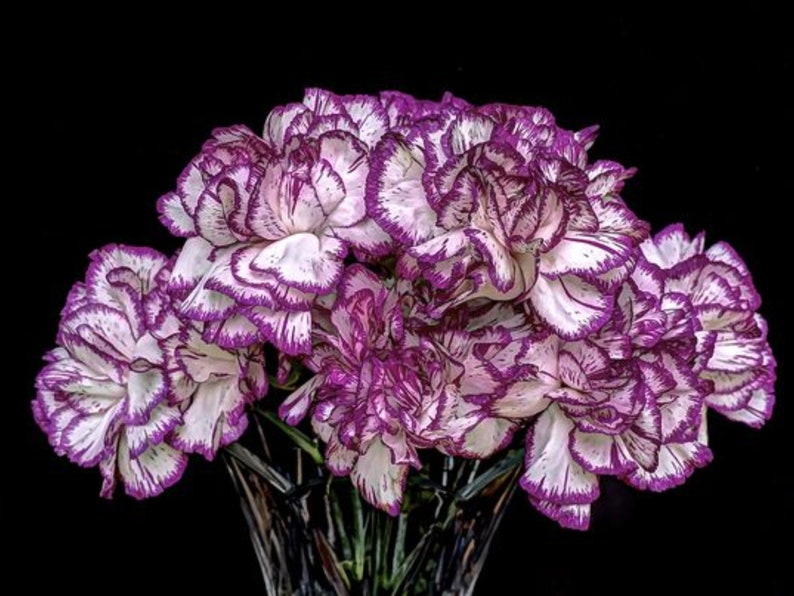 30+seeds|bicolor Dark Pink Carnations - Dianthus Seeds - Open ...