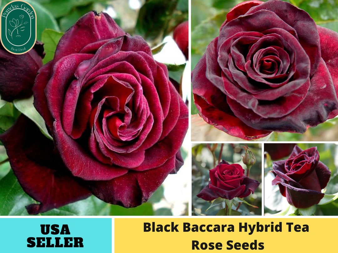 30 Seeds Black Baccara Hybrid Flower Rose Seeds Authentic Seeds ...