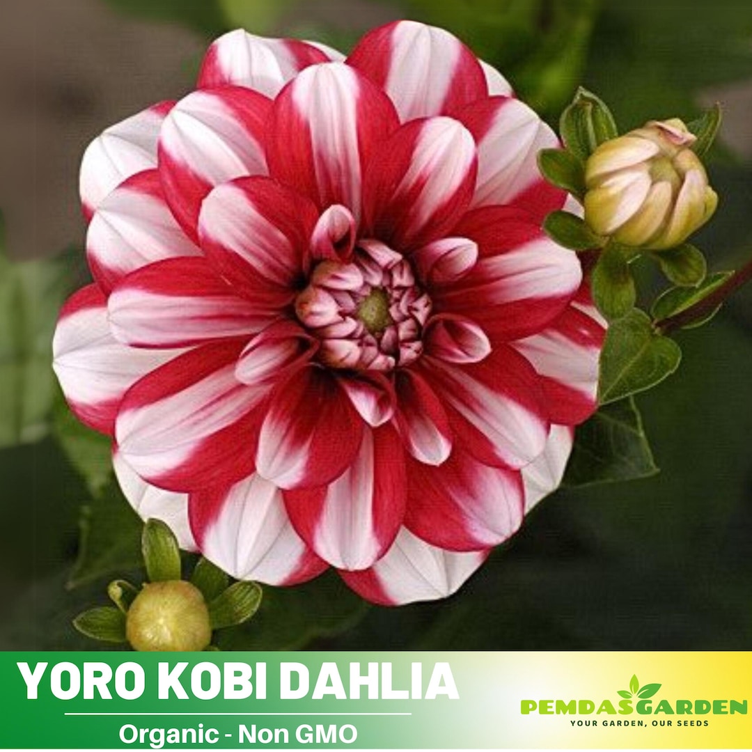 40+ Seeds| Yoro Kobi Dahlia Seeds - Pollinator Friendly- Open ...