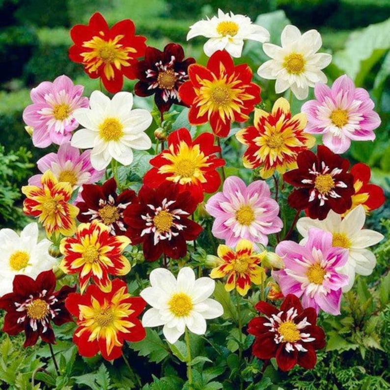 40+ Seeds| Mix Collarette Dahlia Perennial Seeds - Pollinator Friendly ...